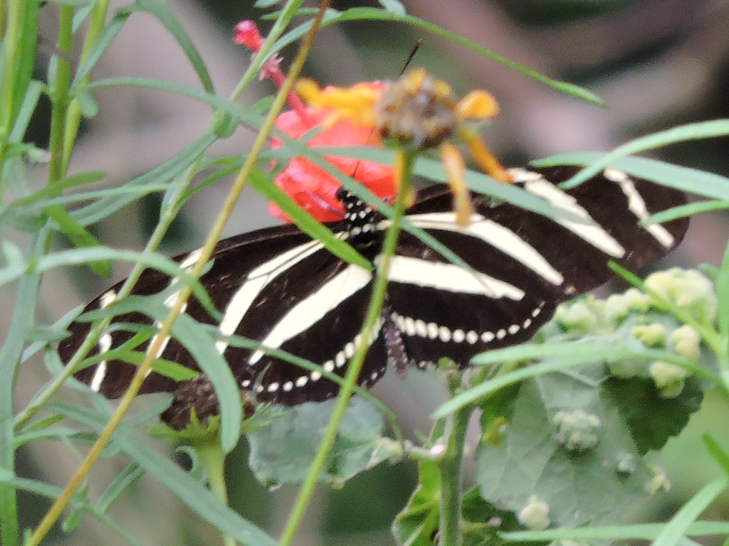 Zebra Longwing from Hidalgo County, US-TX, US on November 21, 2015 by ...