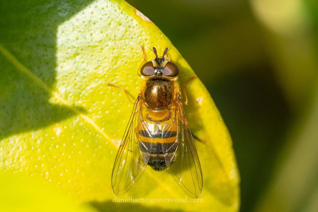 Spring Epistrophe from Horsham, UK on April 22, 2023 at 11:56 AM by ...