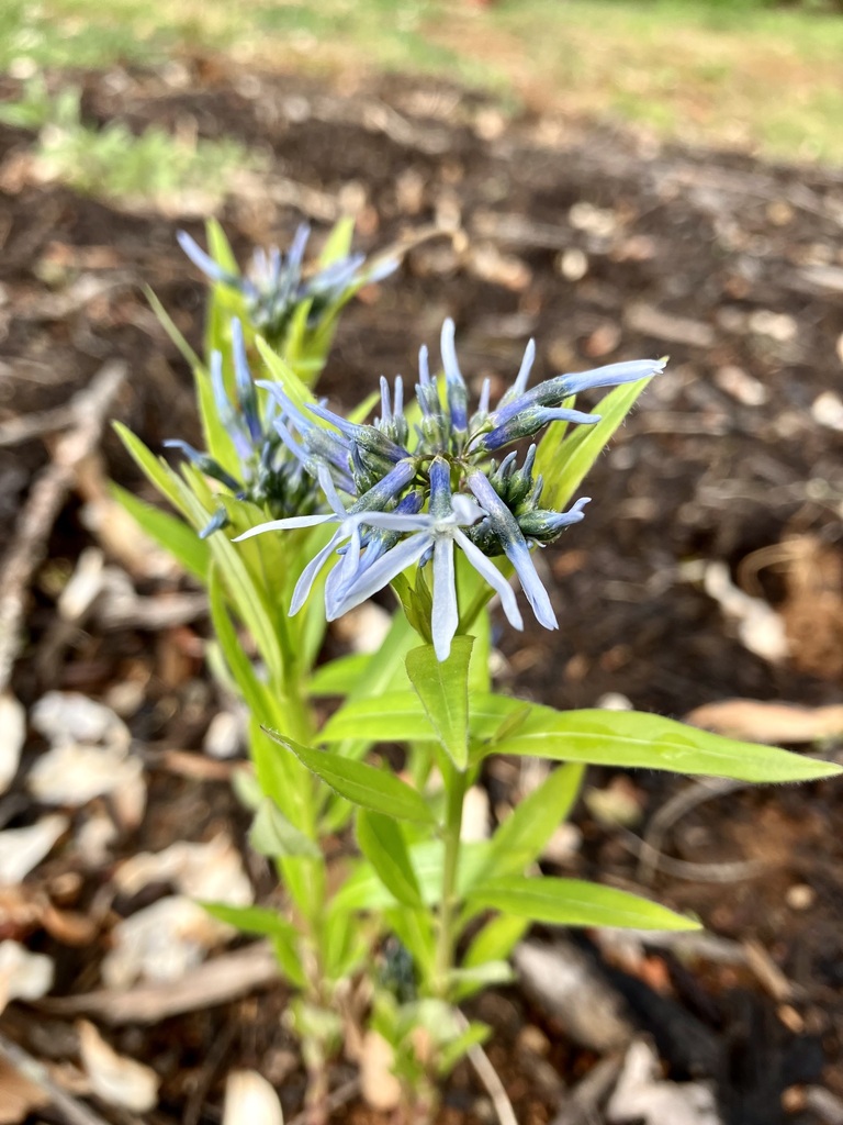 eastern bluestar from Vinton, VA 24179, USA on April 22, 2023 at 05:30 ...