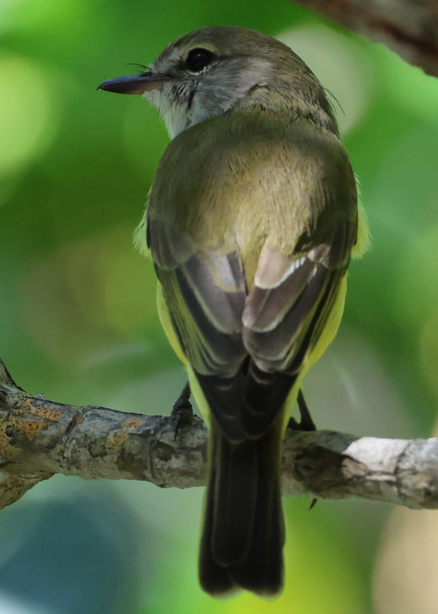 Microeca flavigaster Gould, 1843