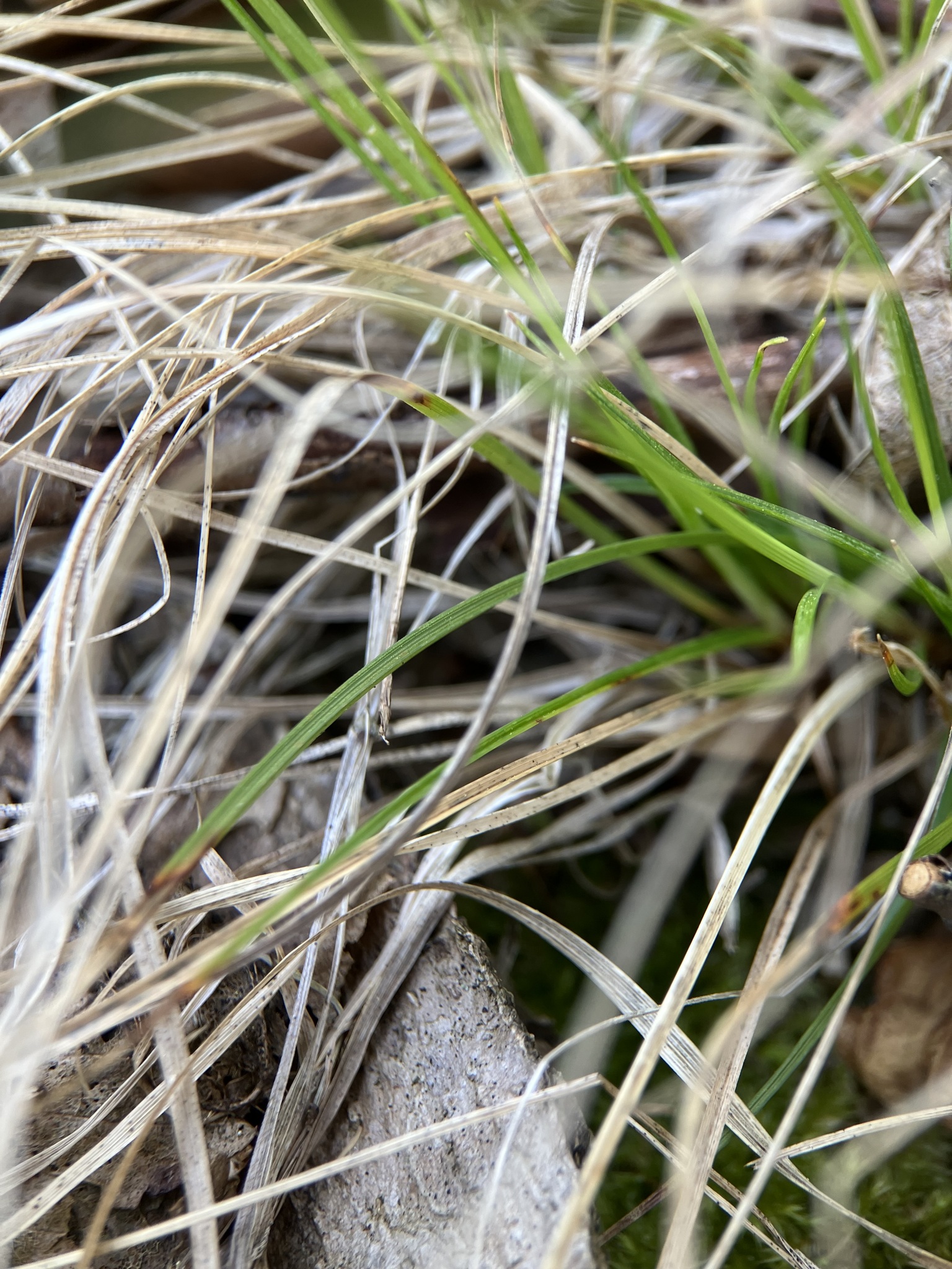 Carex albicans Willd. ex Spreng.