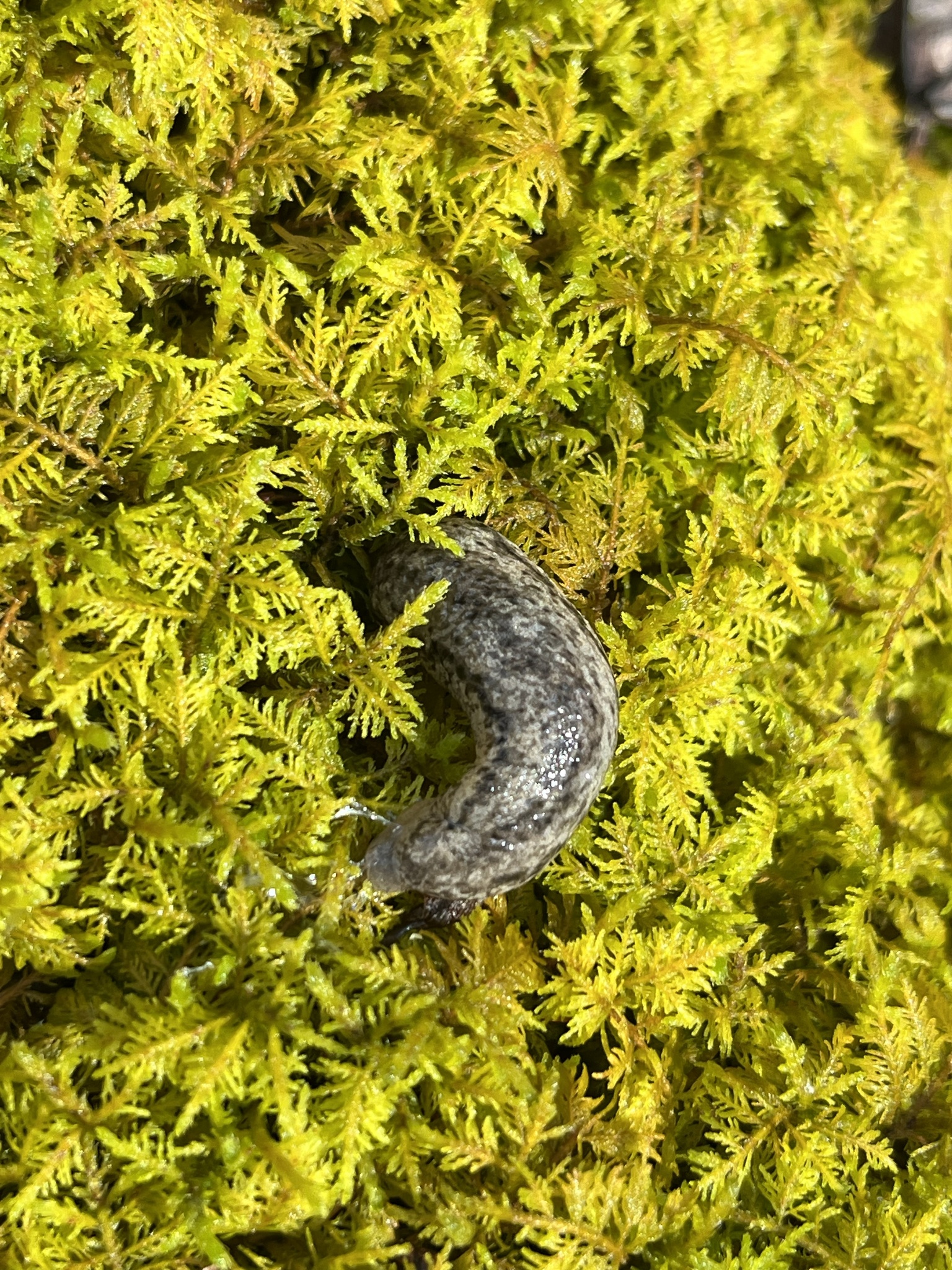 Philomycus togatus (A.Gould, 1841)