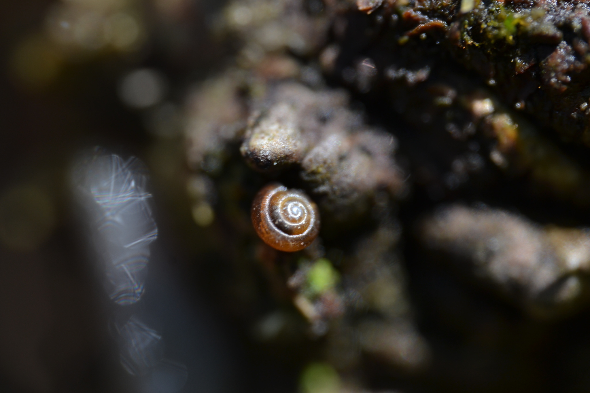 Punctum pygmaeum (Draparnaud, 1801)