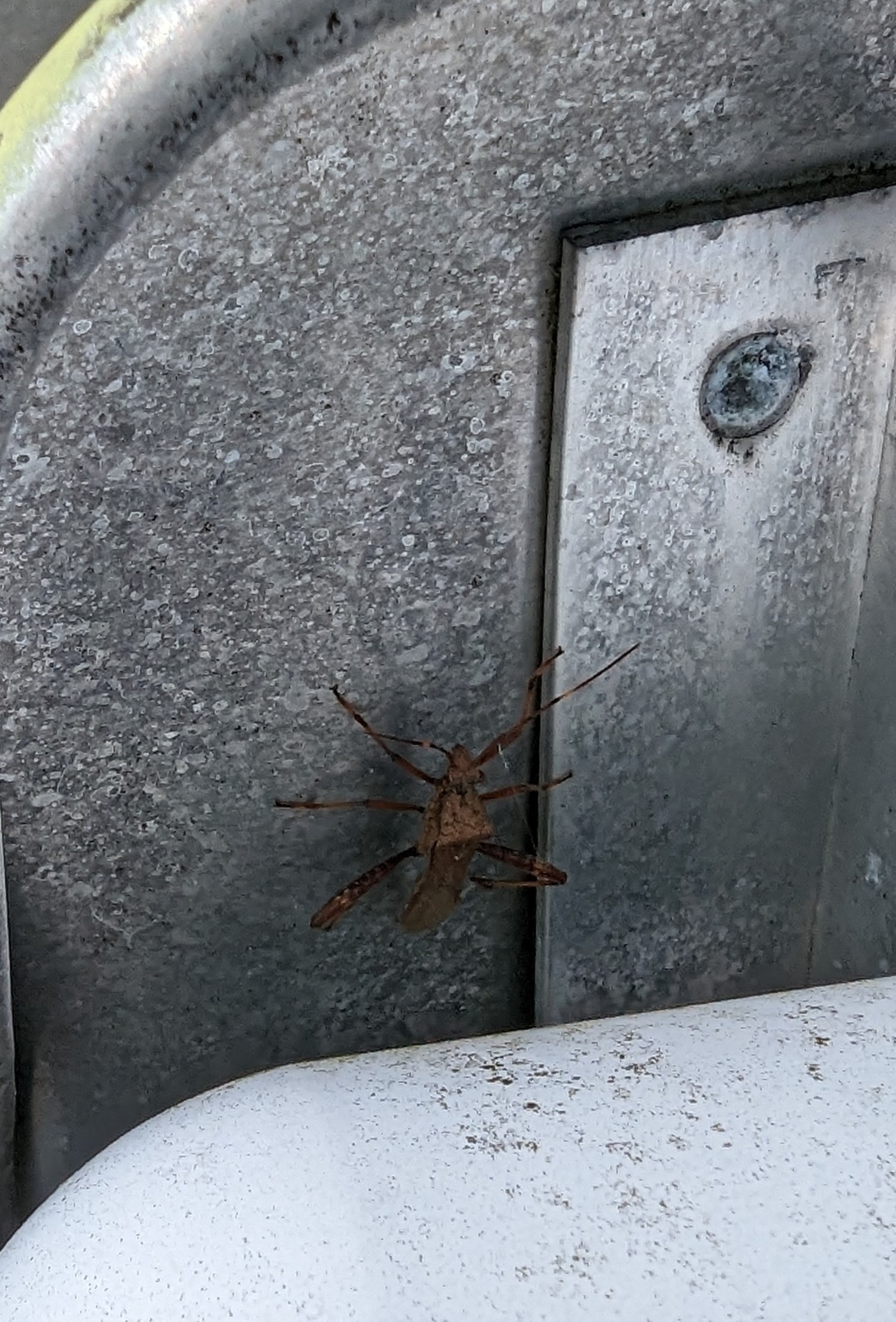 Riptortus pedestris (Fabricius, 1775)