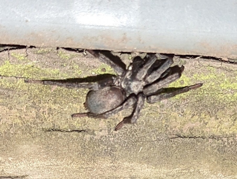 Calisoga longitarsis (Simon, 1891)