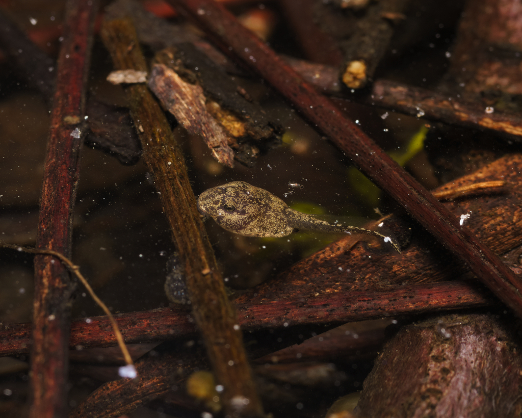 Asian Common Toad from Siming District, Xiamen, Fujian, China on April ...