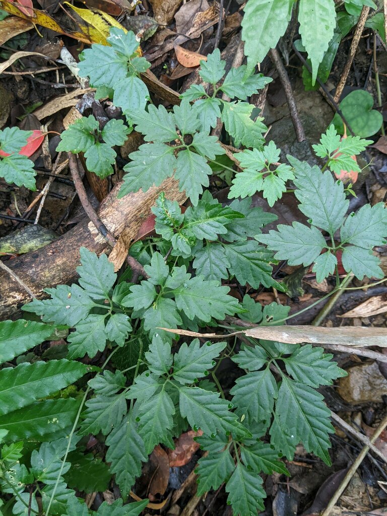southern ginseng (Gynostemma pentaphyllum) - Botanical Realm