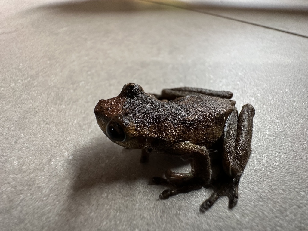 Common Mist Frog from Mansfield St, Earlville, QLD, AU on April 19 ...
