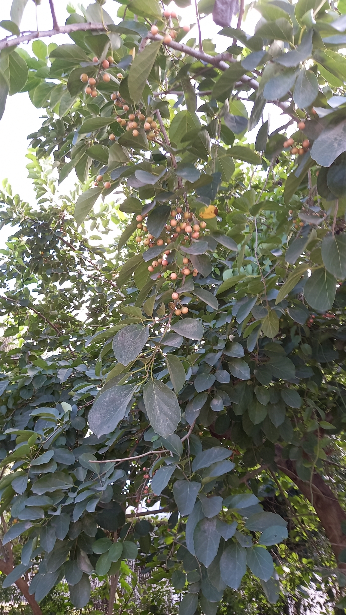 Cordia superba Cham.