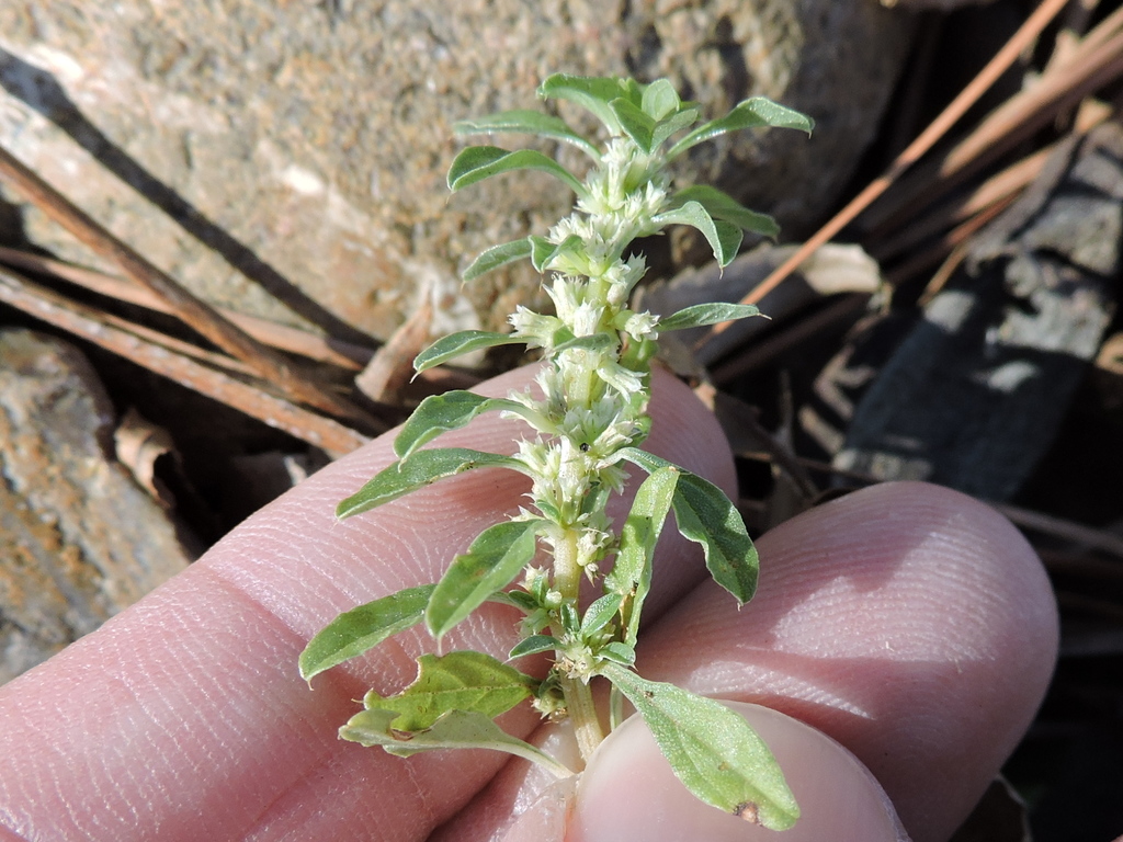 Amarant blitoide (LIFE medCLIFFS) · iNaturalist