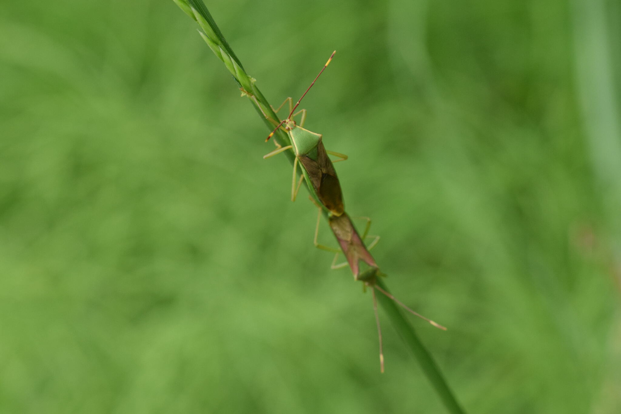 Homoeocerus Burmeister, 1835