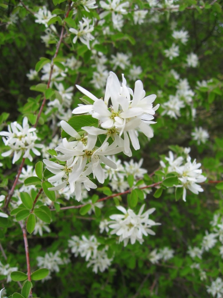 Snowy Mespilus (Pyrenees' Biodiversity) · iNaturalist