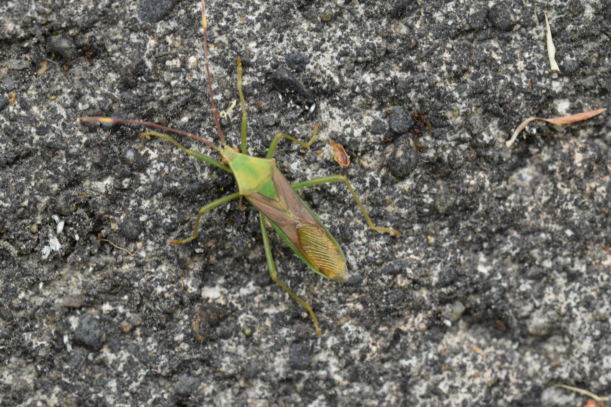 Homoeocerus Burmeister, 1835