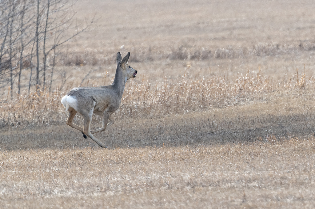 Eastern Roe Deer from Promyshlennovskiy rayon, Kemerovo, Russia on ...