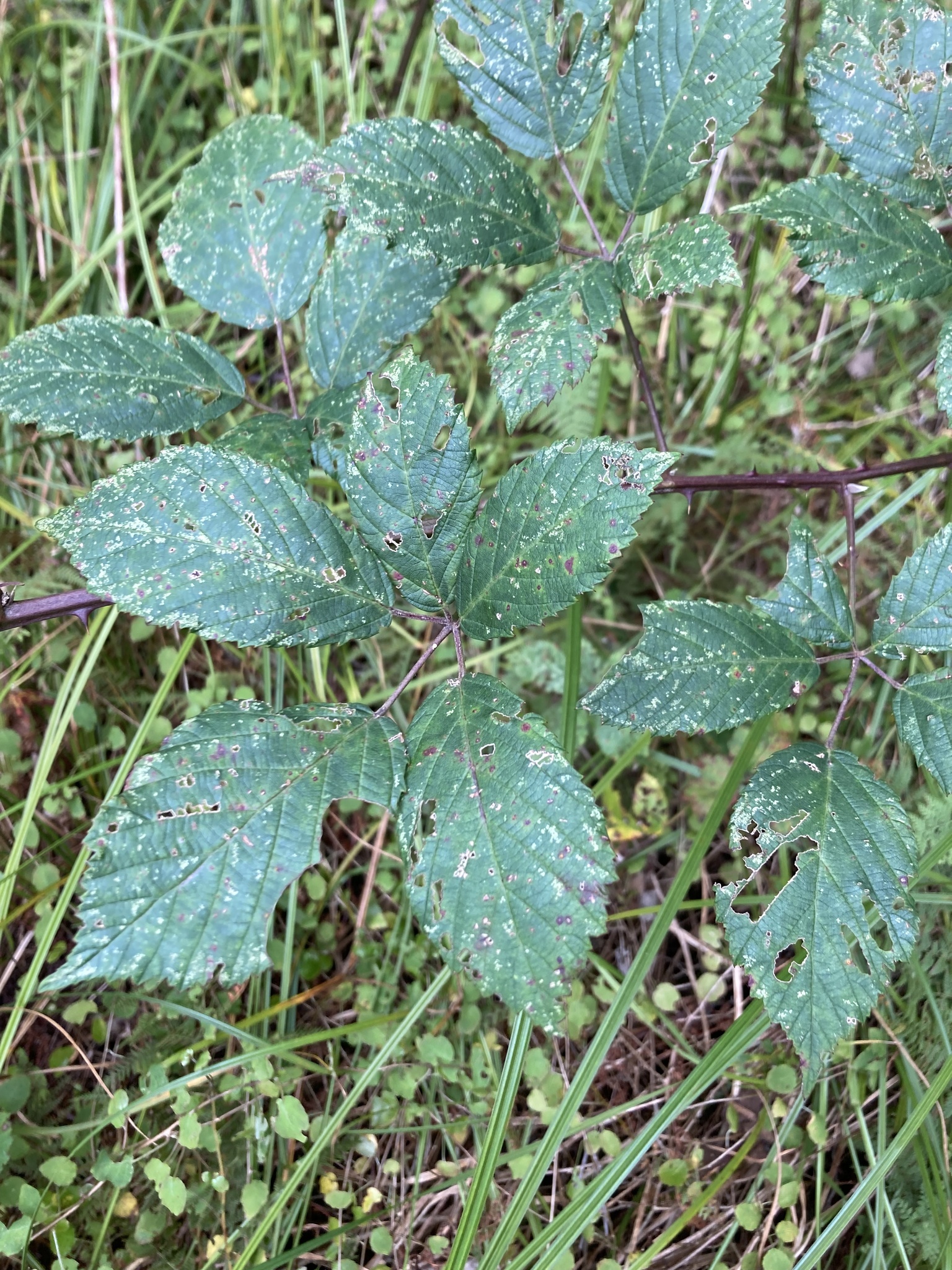 Rubus vestitus Weihe & Nees