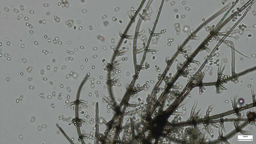 Chloridium gonytrichii · iNaturalist