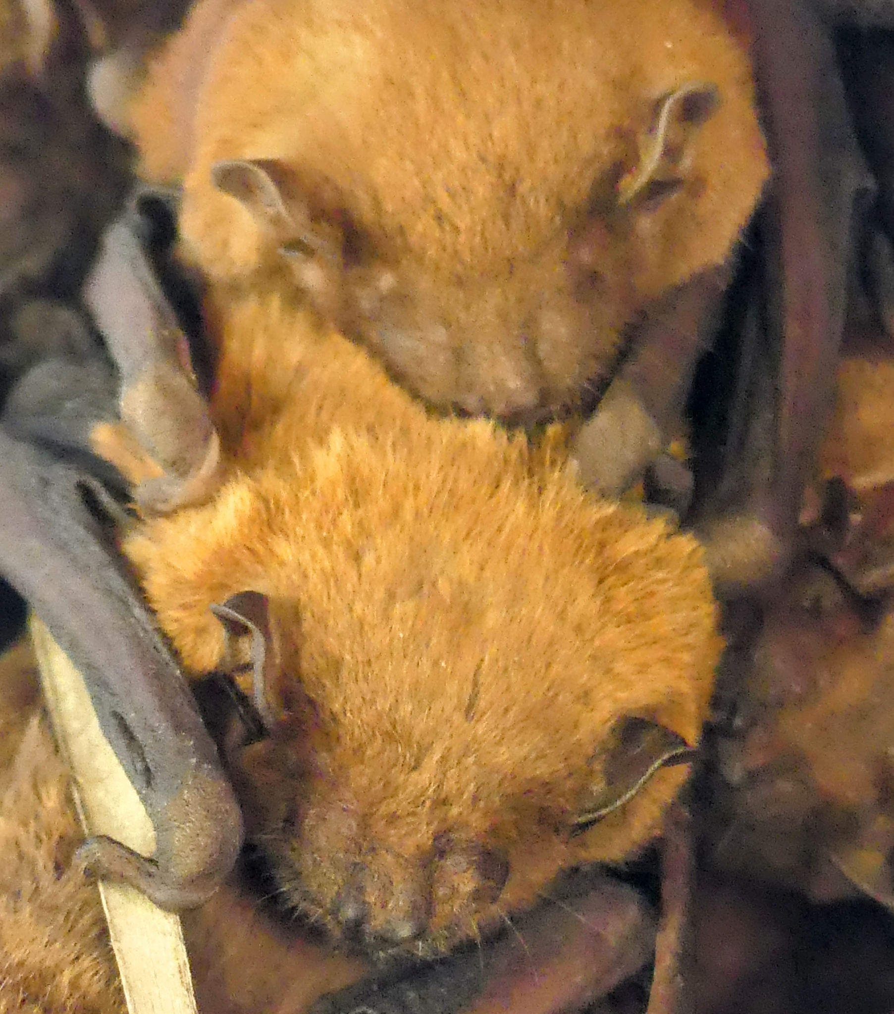 Scotophilus kuhlii Leach, 1821