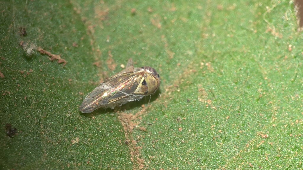 Idioscopus clypealis group from Sasunavghar, Maharashtra, India on ...