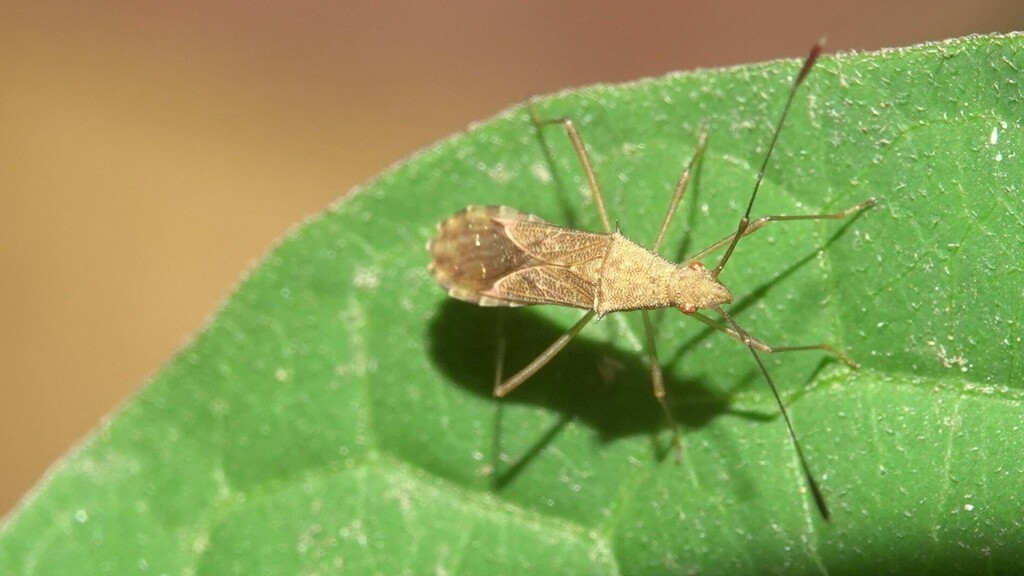 Stilt Bugs from Sasunavghar, Maharashtra, India on April 16, 2023 at 11 ...