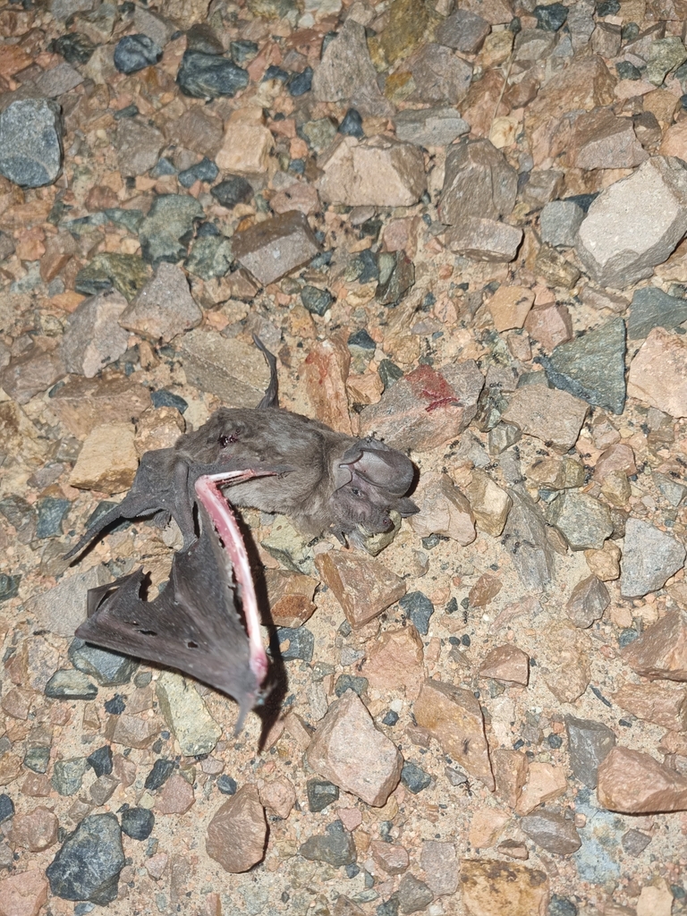 Northern Free-tailed Bat from Pinnacles QLD 4815, Australia on April 23 ...