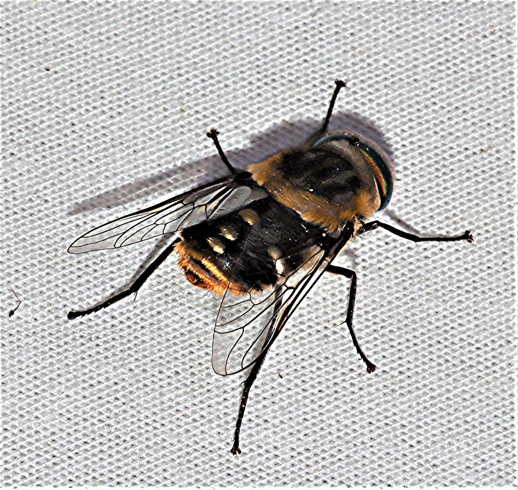 flower-feeding march fly from 32 Panoramic Drive, Narangba, Brisbane ...