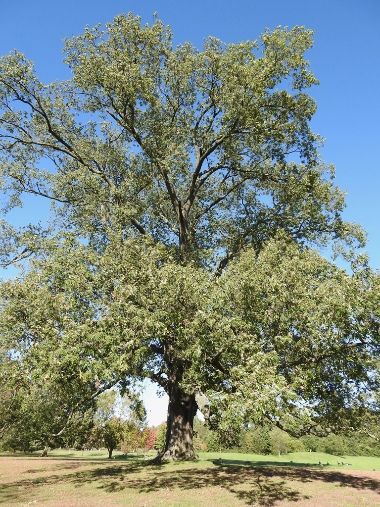 cherrybark oak (Quercus pagoda) - Botanical Realm