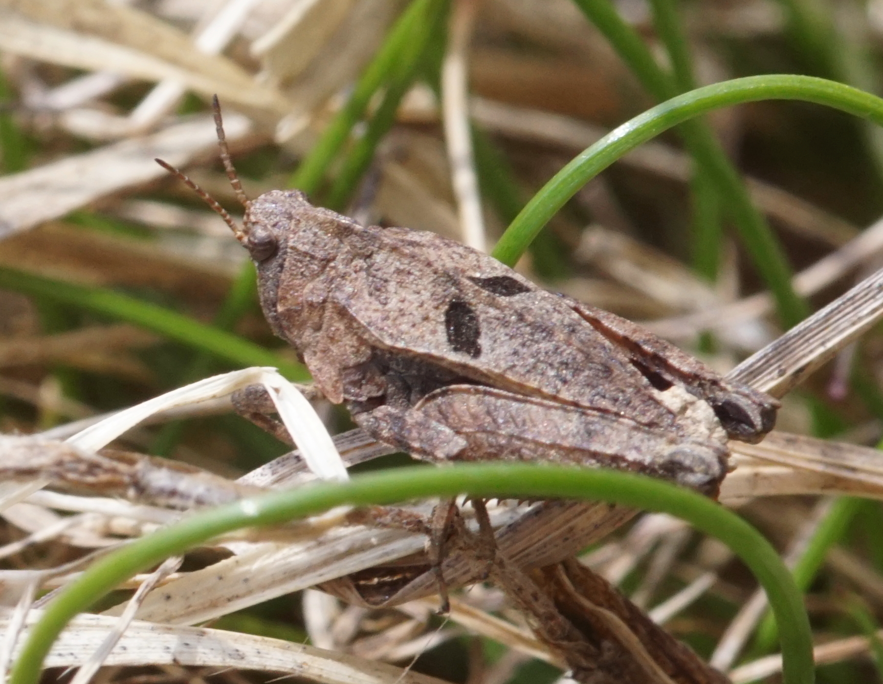 Tetrix bipunctata (Linnaeus, 1758)