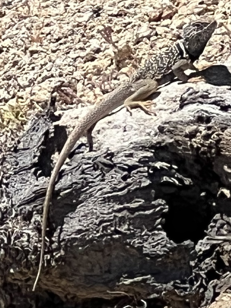 Desert Collared Lizard from Joshua Tree National Park, Indio, CA, US on ...
