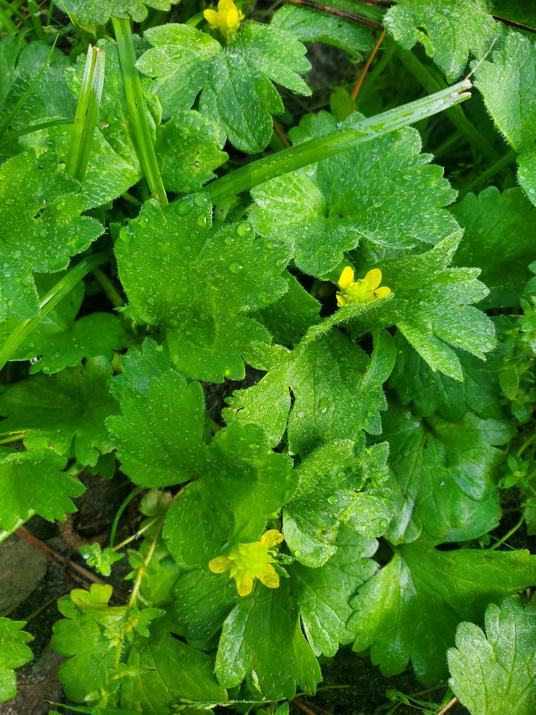 Rough-fruited buttercup from Walker County, TX, USA on April 1, 2023 at ...