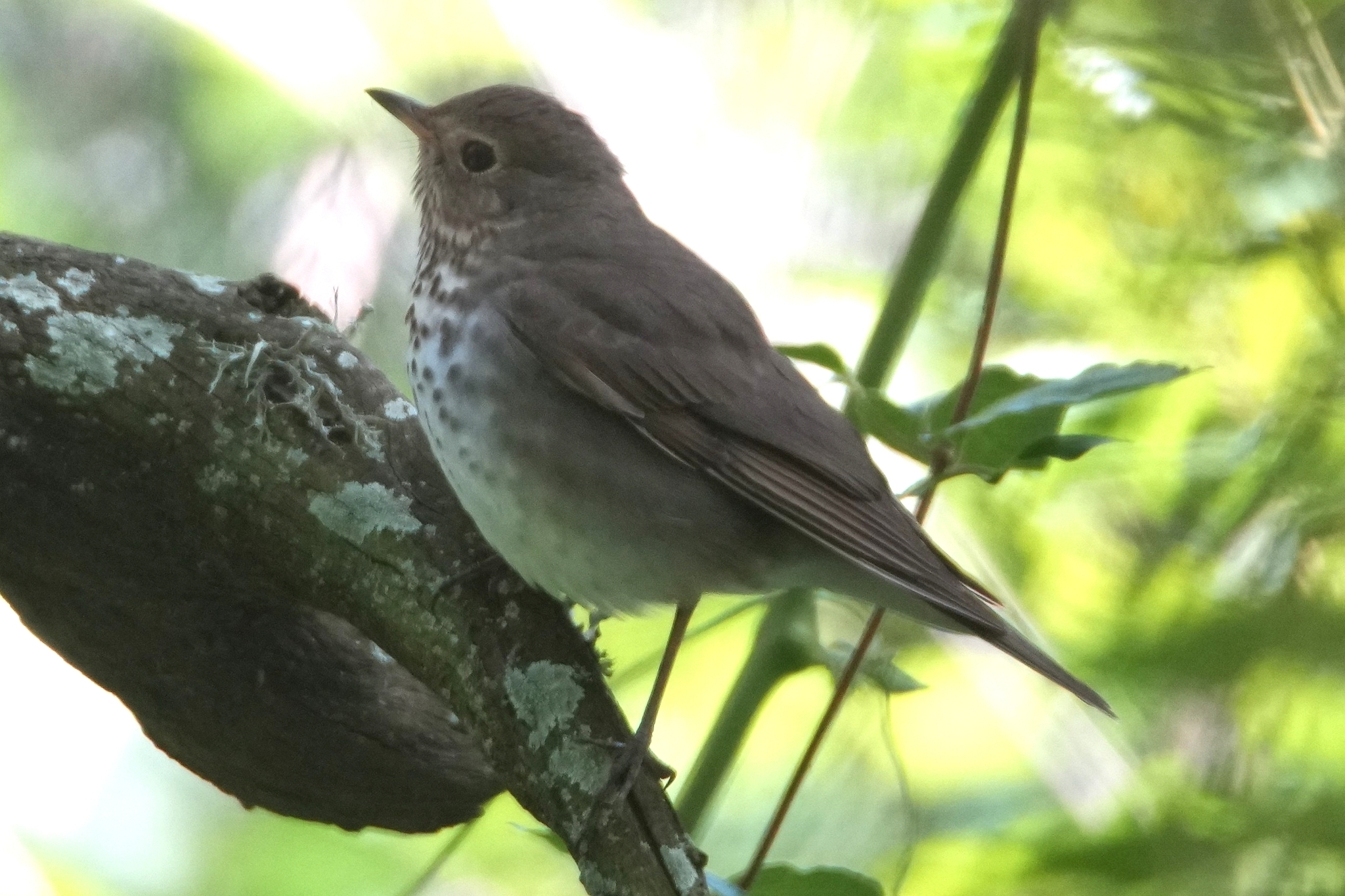 Catharus minimus (Lafresnaye, 1848)