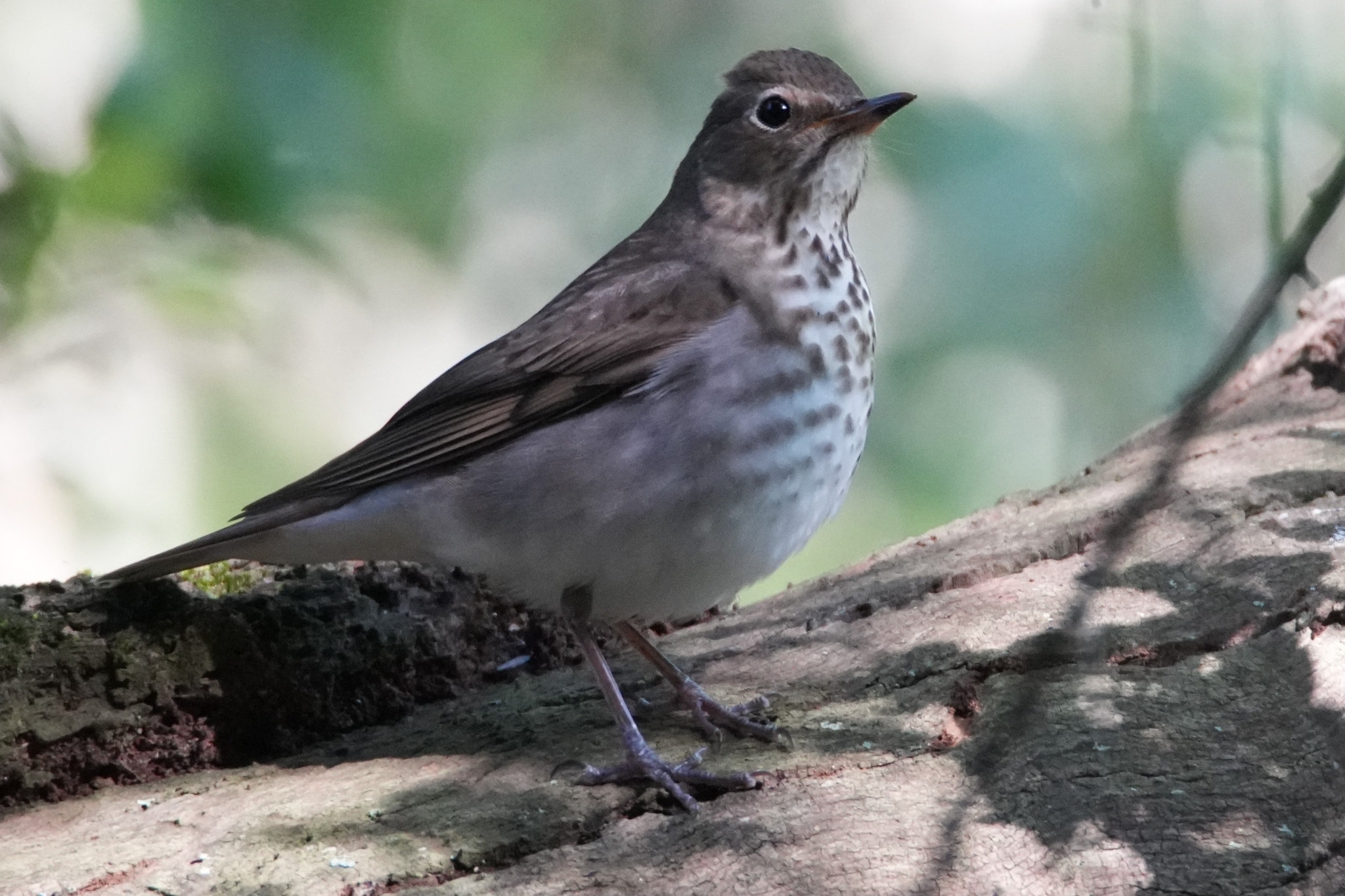 Catharus minimus (Lafresnaye, 1848)
