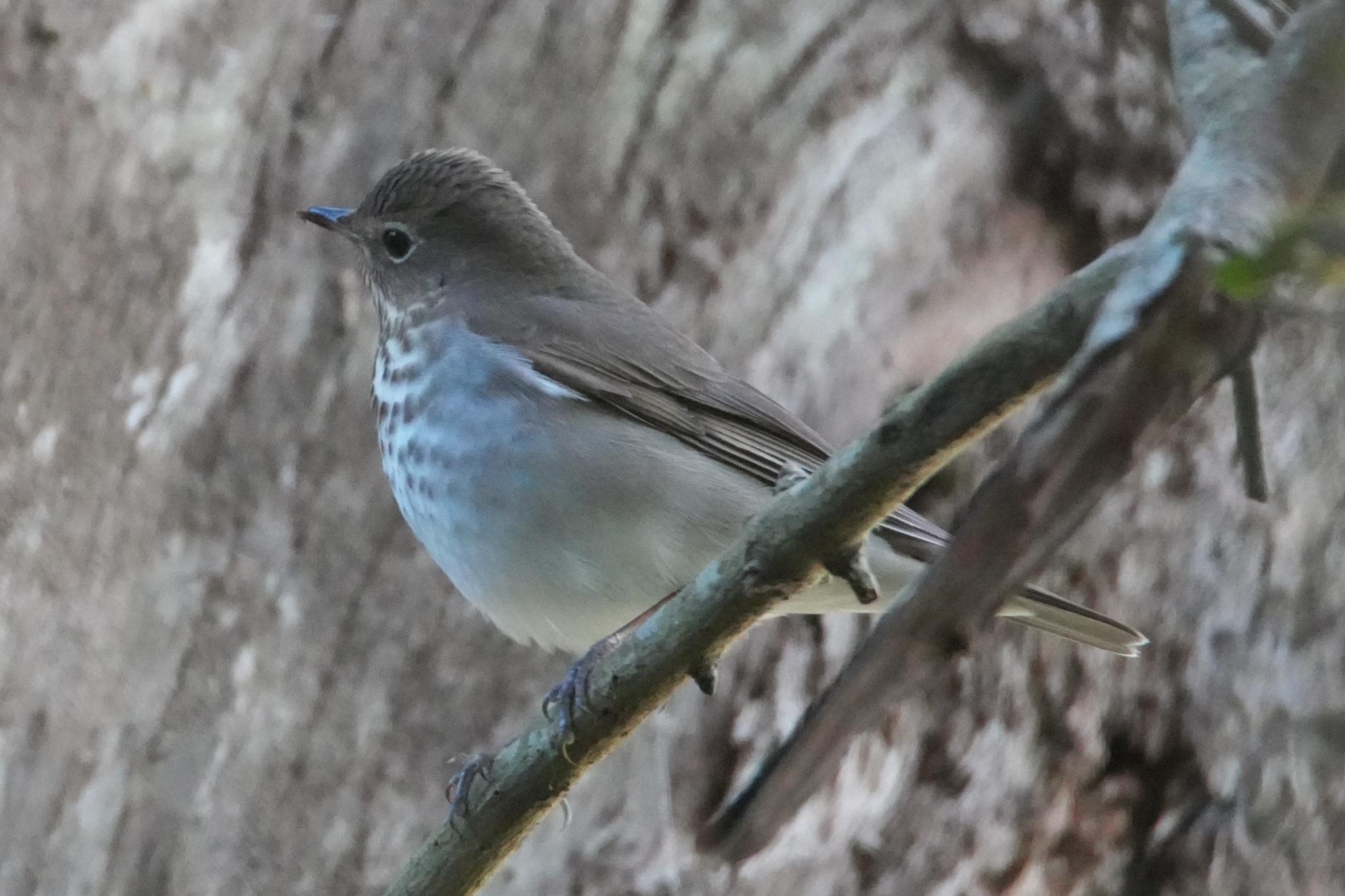 Catharus minimus (Lafresnaye, 1848)