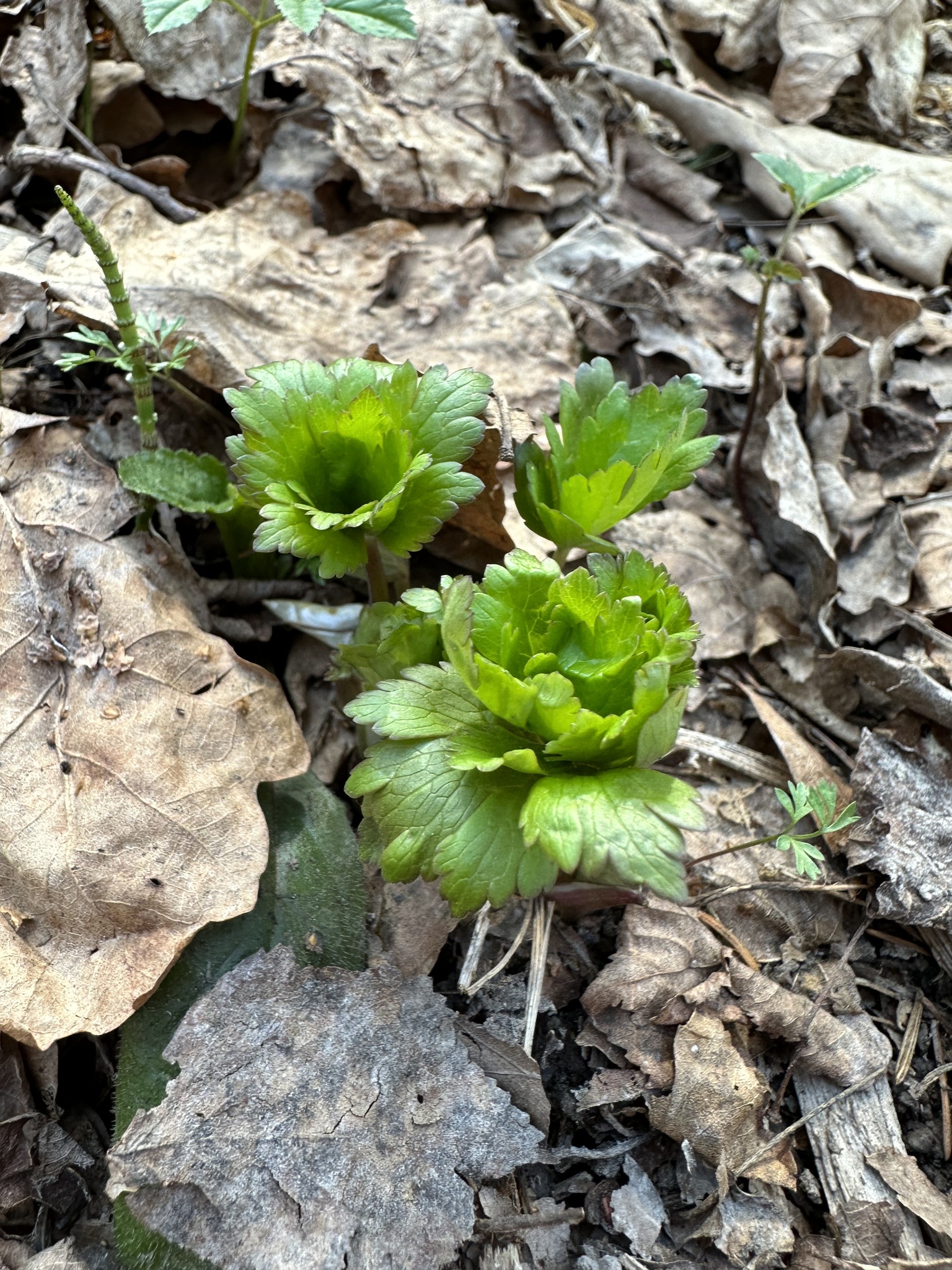 Trollius europaeus L.