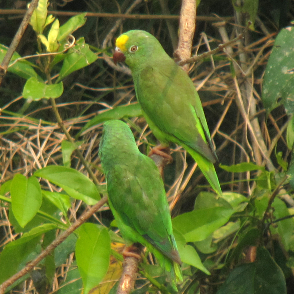 Tui Parakeet from Manú Province, Peru on September 20, 2010 at 08:57 AM ...