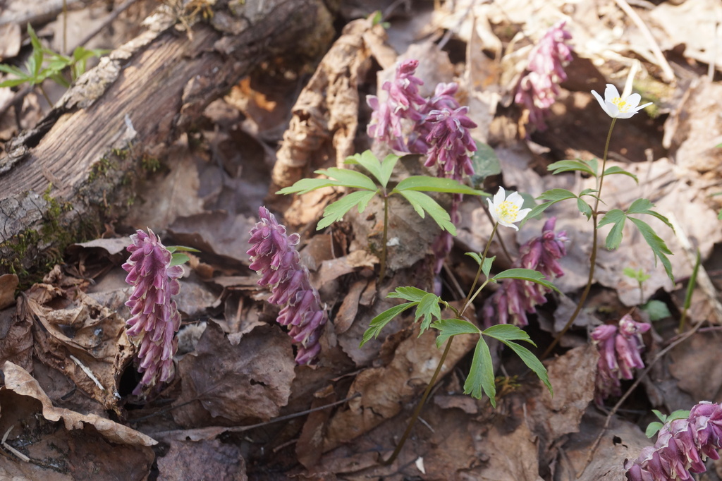Common Toothwort from Минский район, Беларусь on April 23, 2023 at 10: ...