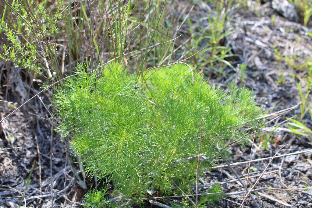 dogfennel from Jerome, FL, US on April 22, 2023 at 10:15 AM by pniler ...