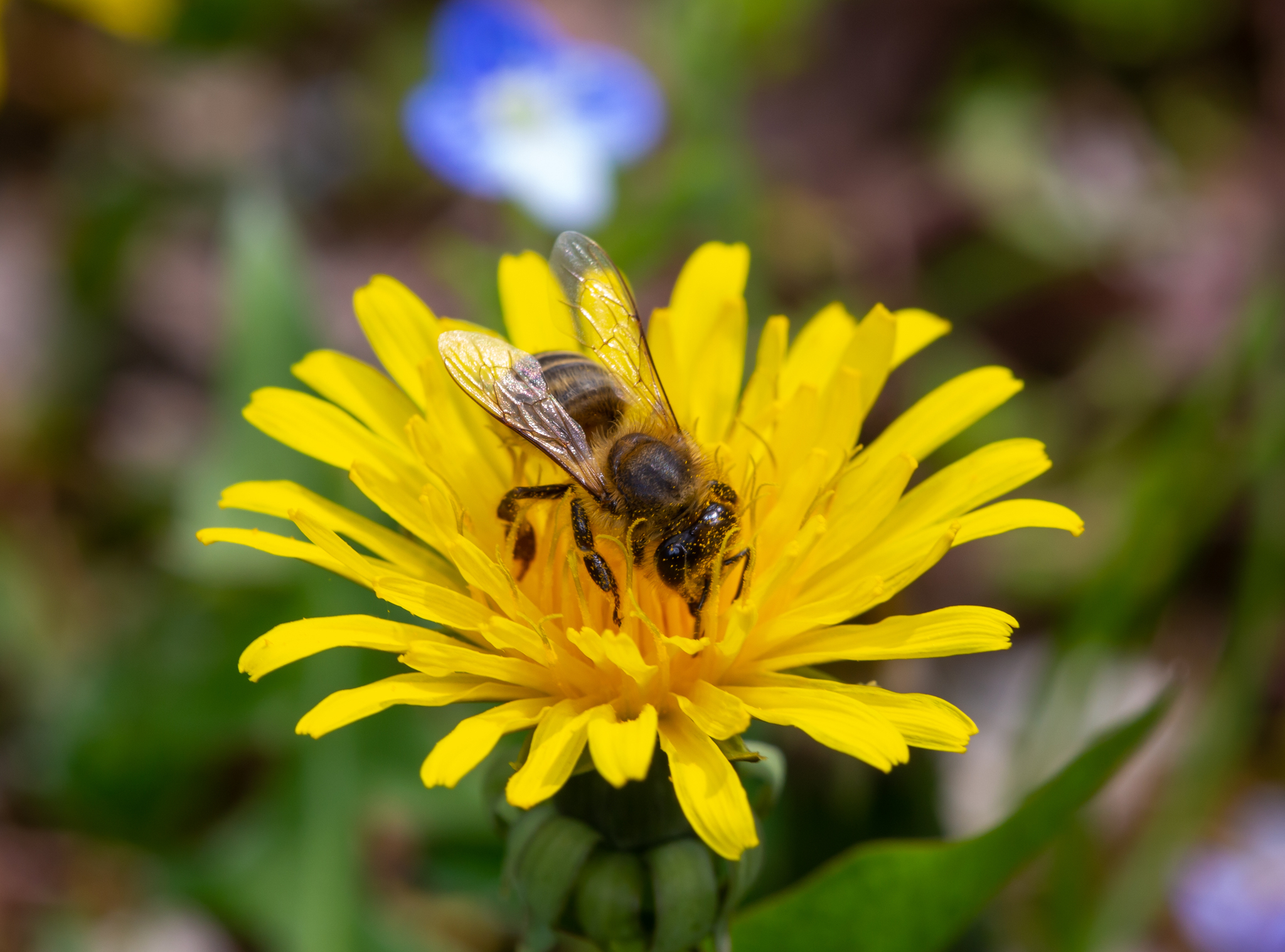 Apis mellifera carnica Pollmann, 1879