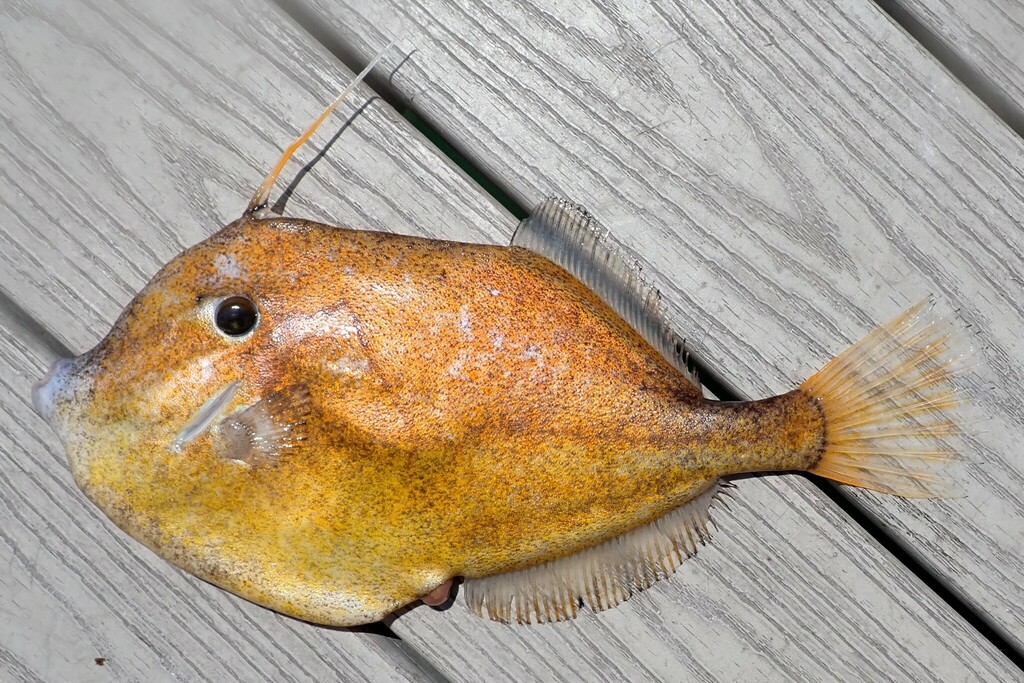 Orange Filefish from St Pete Beach, FL, USA on April 22, 2023 at 12:23 ...