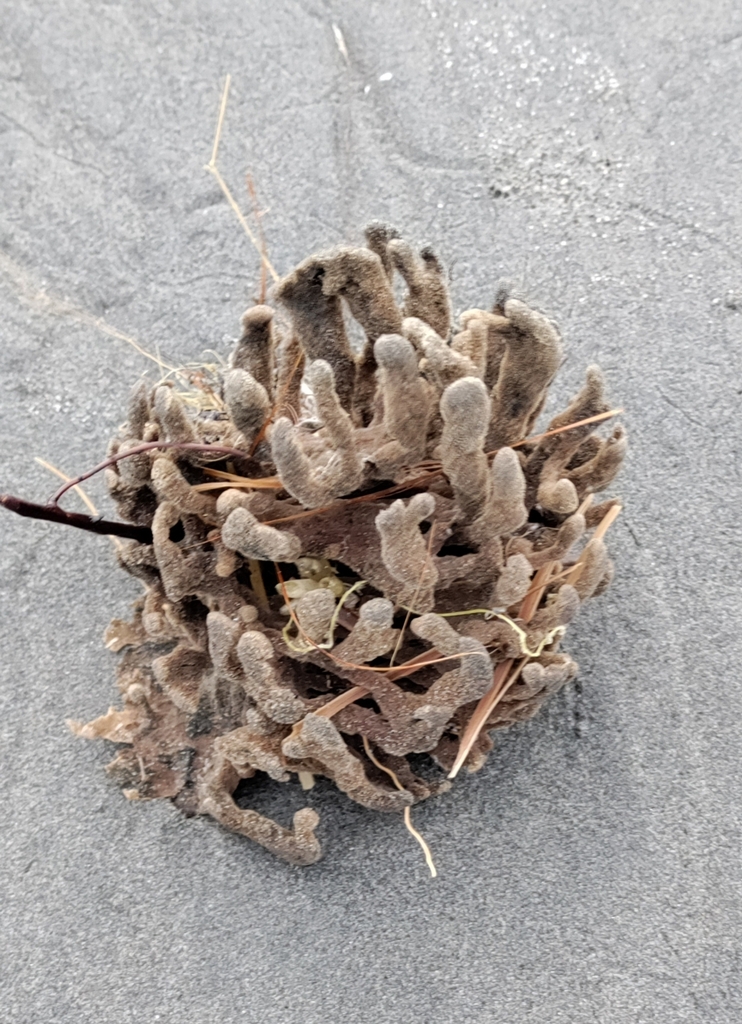 Red Beard Sponge from Ocean City, WA 98569, USA on April 23, 2023 at 07 ...
