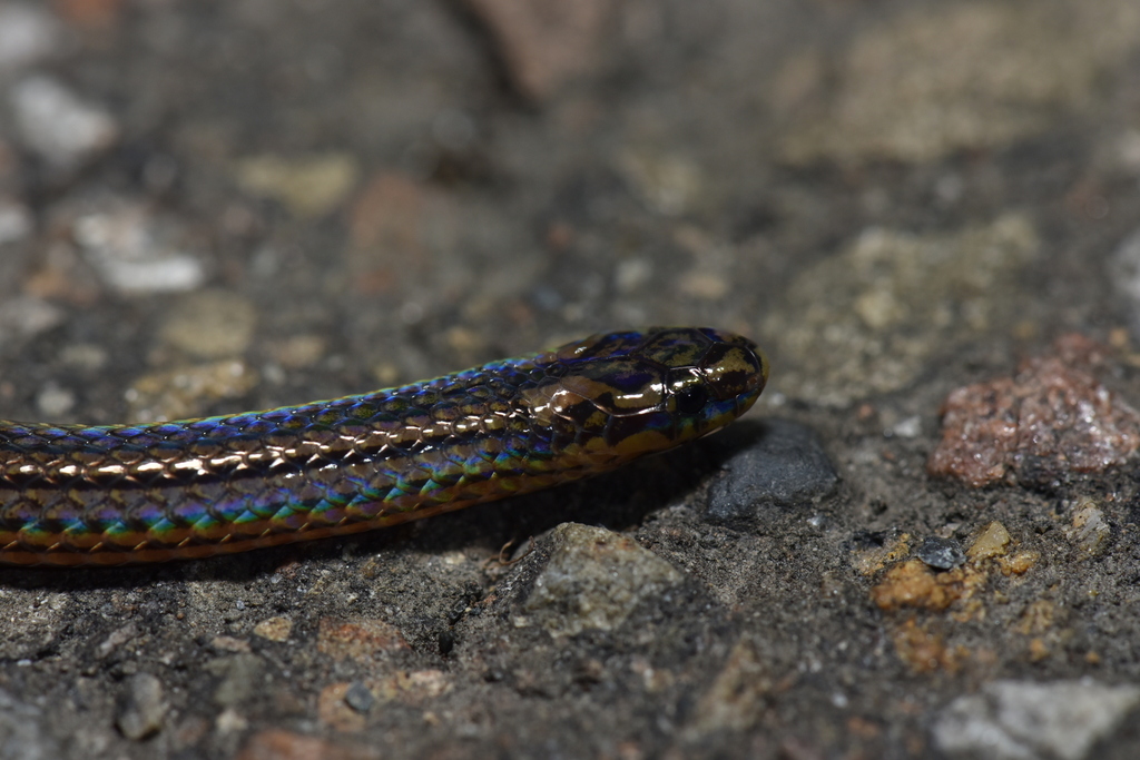 Collared Reed Snake in August 2022 by shuo_hsu · iNaturalist