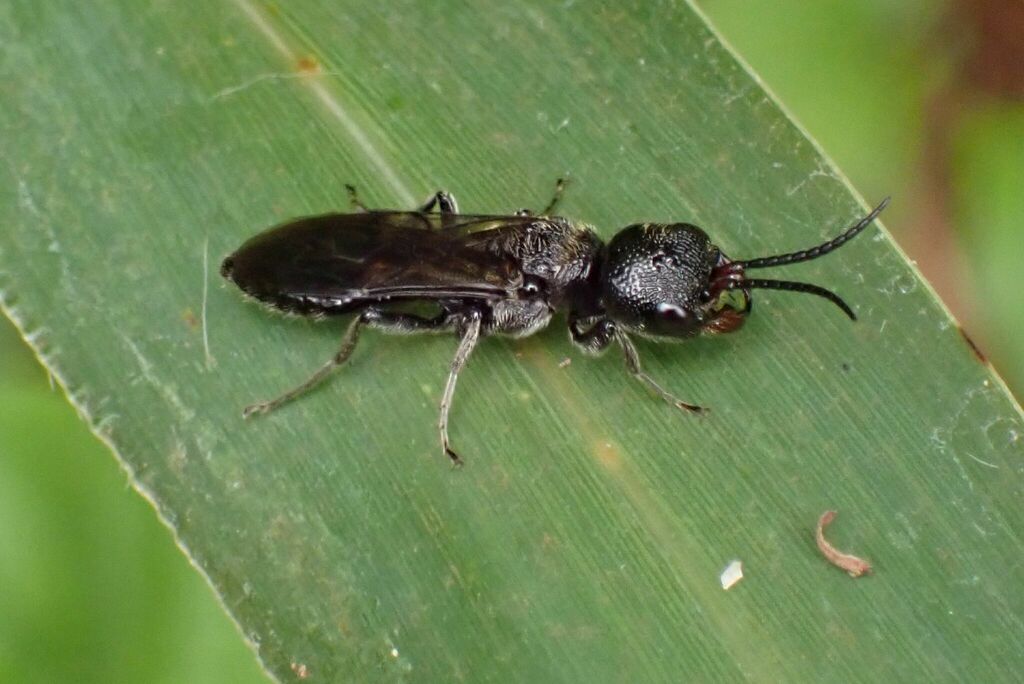 Ants, Bees, and Stinging Wasps from Stentor, Ehlanzeni, South Africa on ...