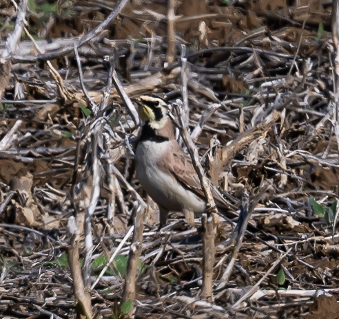 Horned Lark from Centre County, PA, USA on April 23, 2023 at 09:36 AM ...