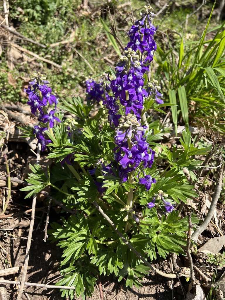 dwarf larkspur from Grant County, WV, USA on April 10, 2023 at 09:42 AM by rbartgis · iNaturalist