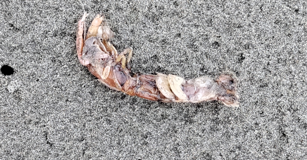 Bay Ghost Shrimp from Ocean City, WA 98569, USA on April 23, 2023 at 07 ...