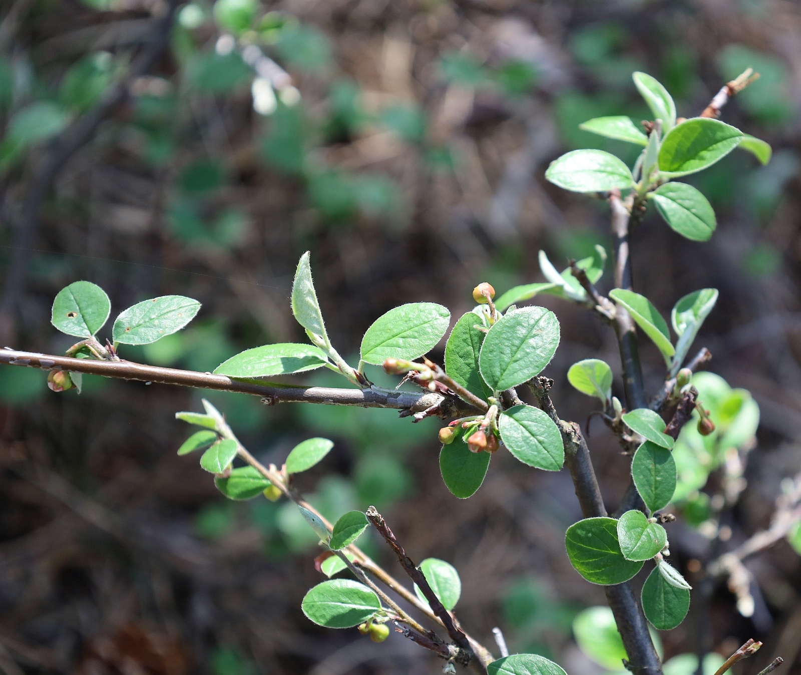 Cotoneaster integerrimus Medik.