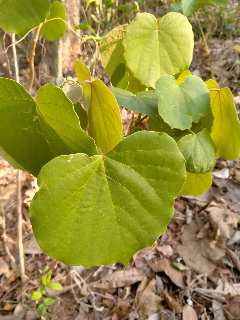 Mallotus polycarpus from Ganeshpuri, Maharashtra 401206, India on April ...