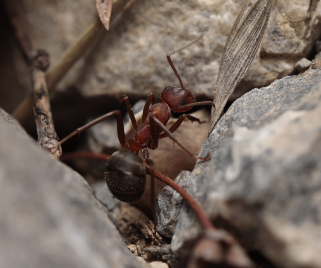 Formica sinensis from 中国北京市昌平区 on April 23, 2023 at 02:13 PM by meraci ...