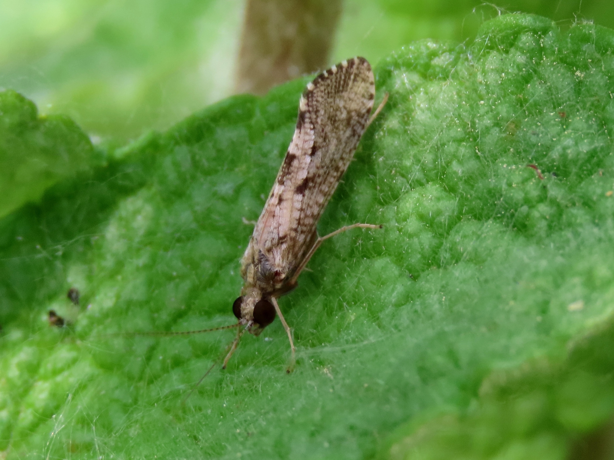 Hydropsyche Pictet, 1834