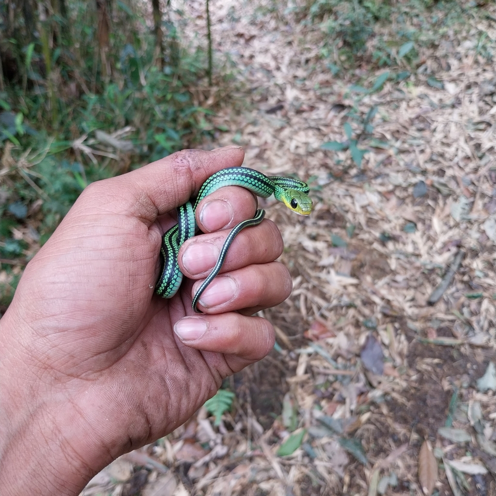 Green Rat Snake from 790102 on April 21, 2023 at 10:00 AM by chintan ...