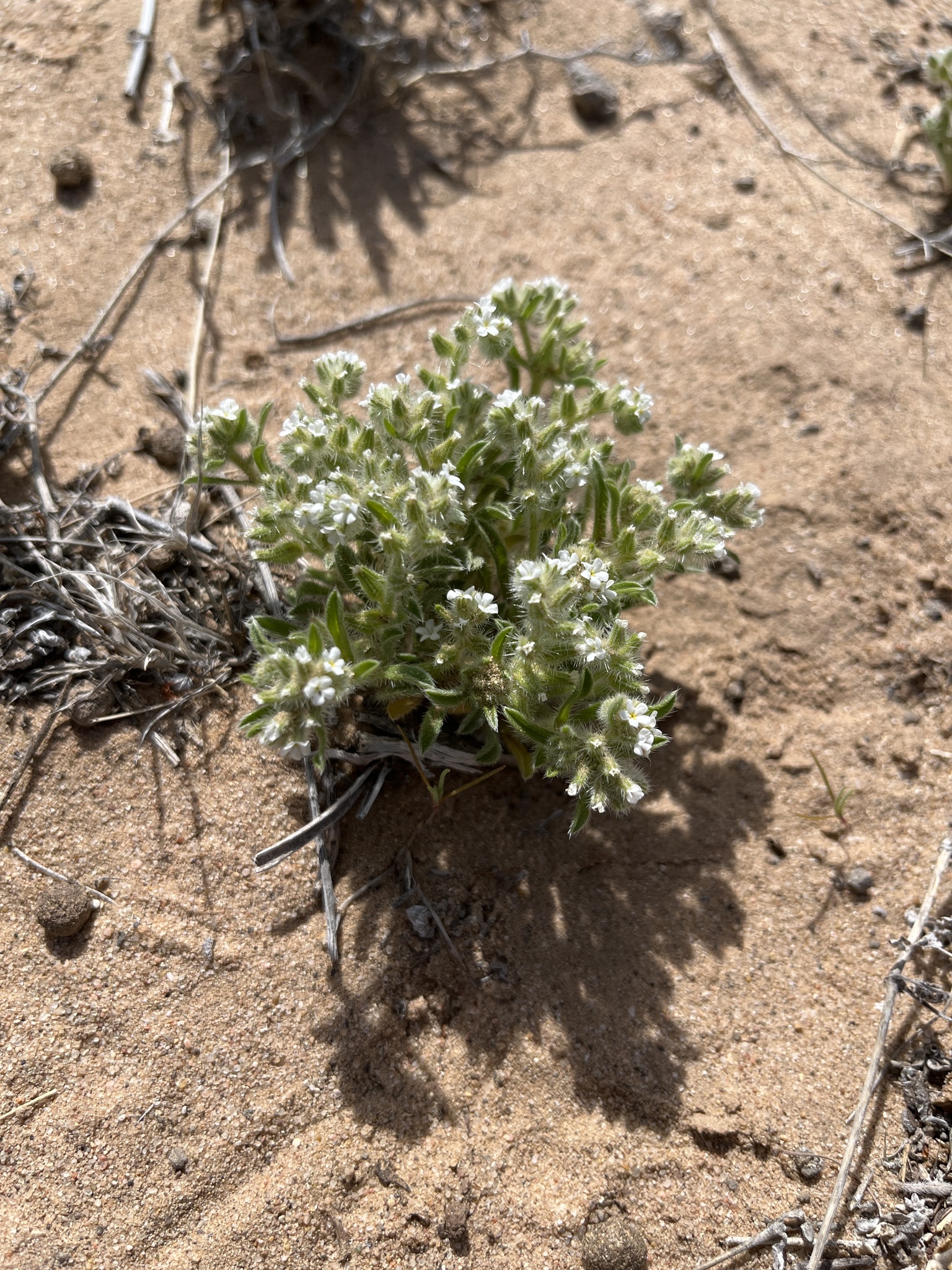 Cryptantha crassisepala (Torr. & Gray) Greene